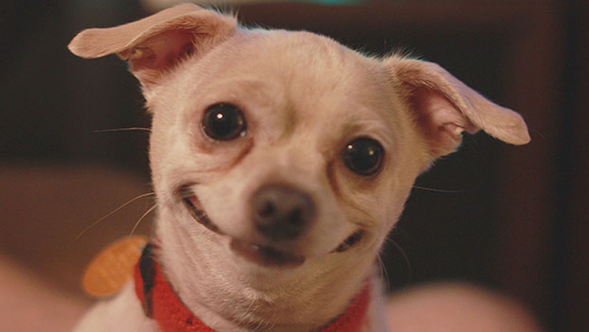 Tu perro se comunica contigo con expresiones faciales, según la ciencia