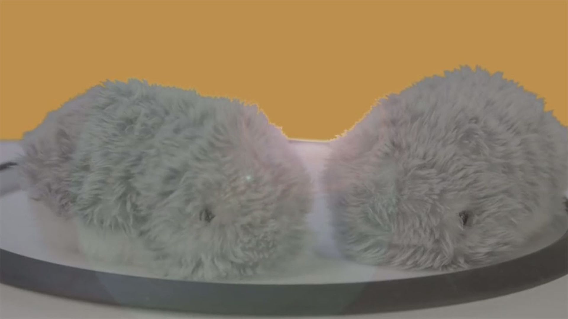 Moflin, la mascota con IA que siente emociones y evoluciona para los ...