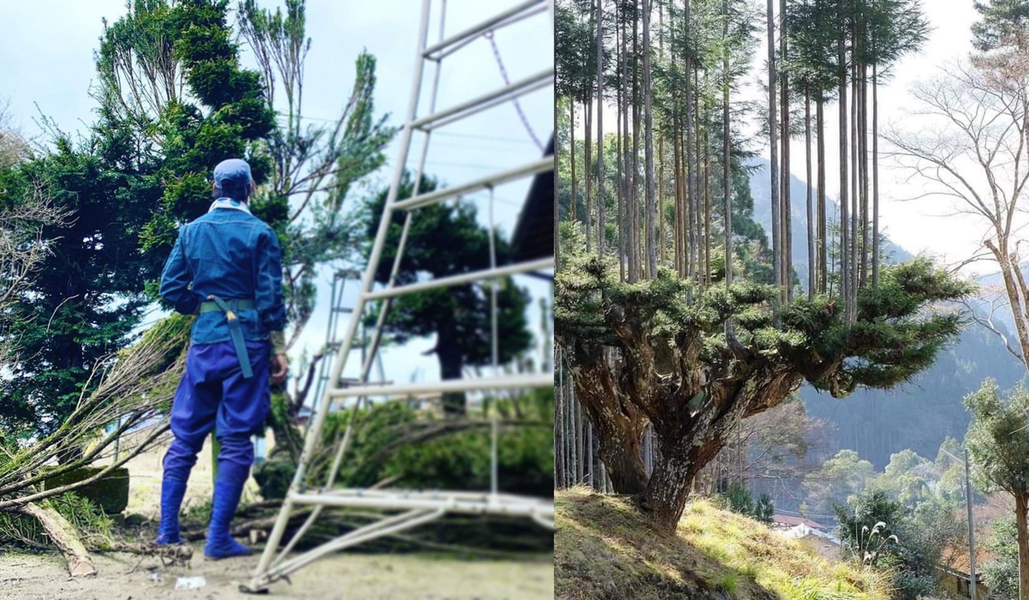 Daisugi, la técnica japonesa con 600 años de antigüedad para cultivar ...