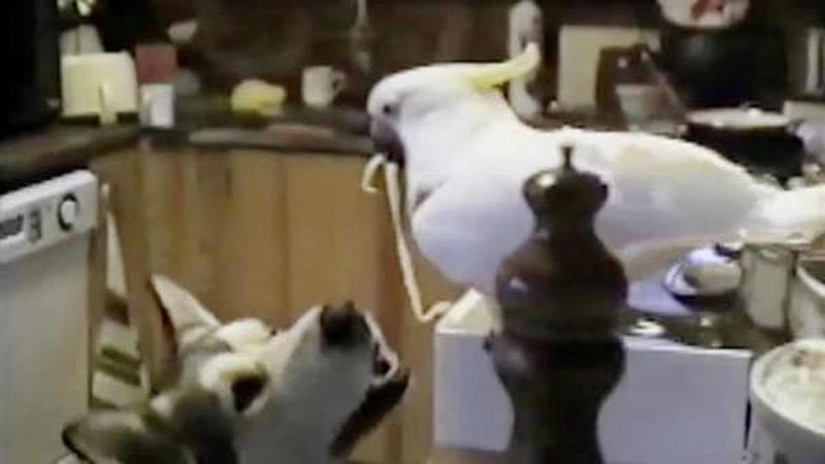 El nuevo anuncio de Android: cachorros de animales jugando