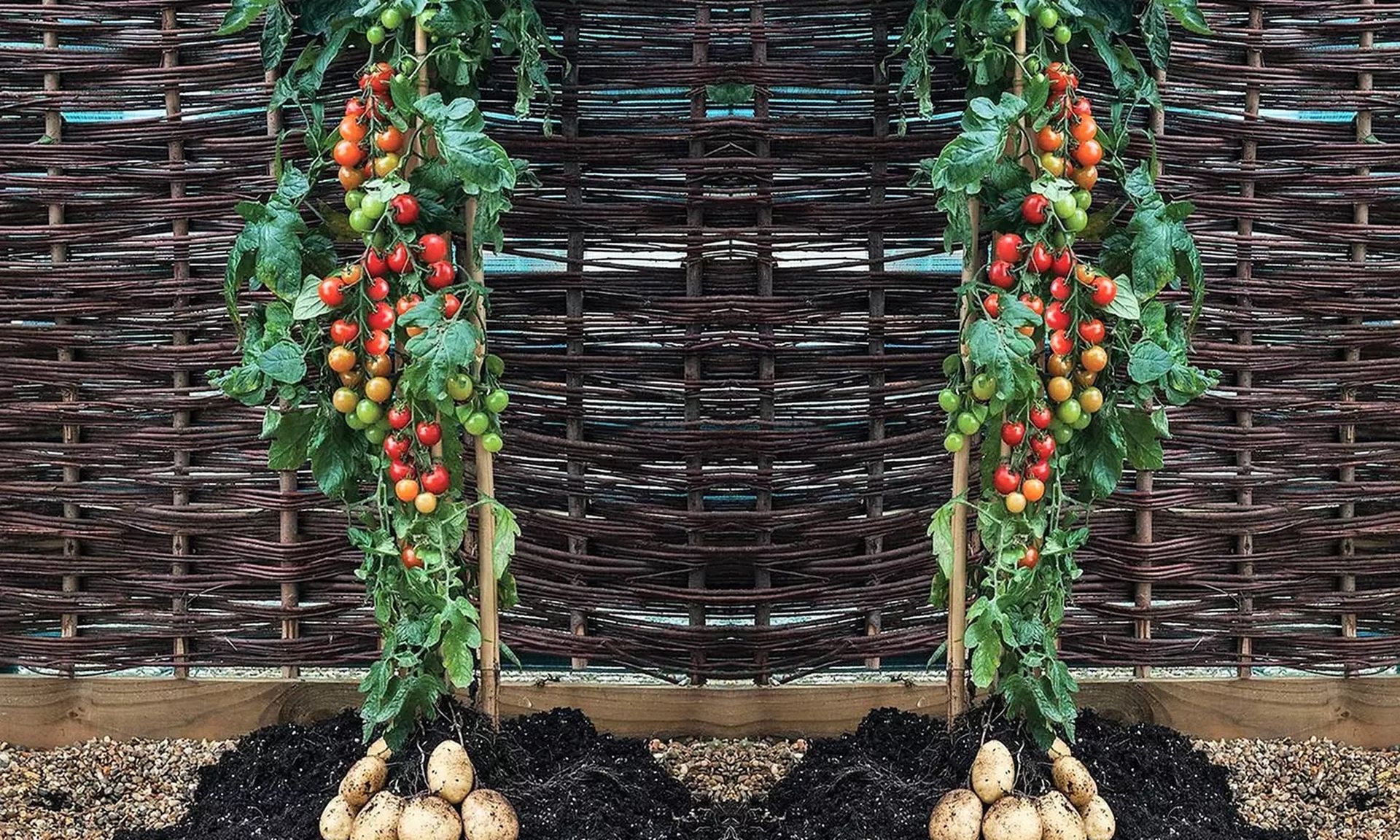 TomTato, la planta que da tomates y patatas a la vez