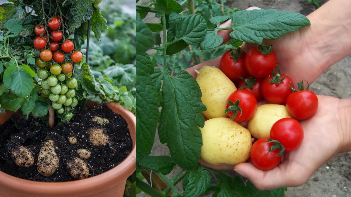TomTato, la planta que da tomates y patatas a la vez
