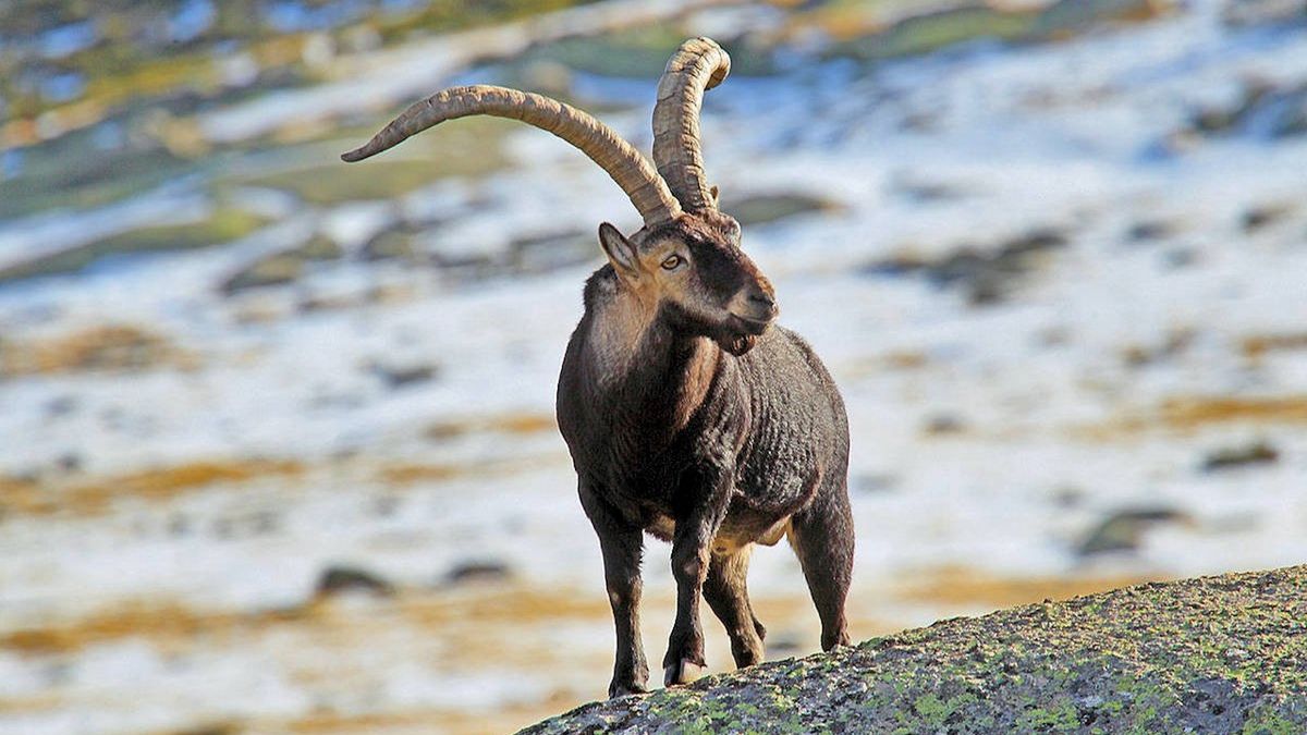 El bucardo de los Pirineos, el único animal de la historia que se ha ...