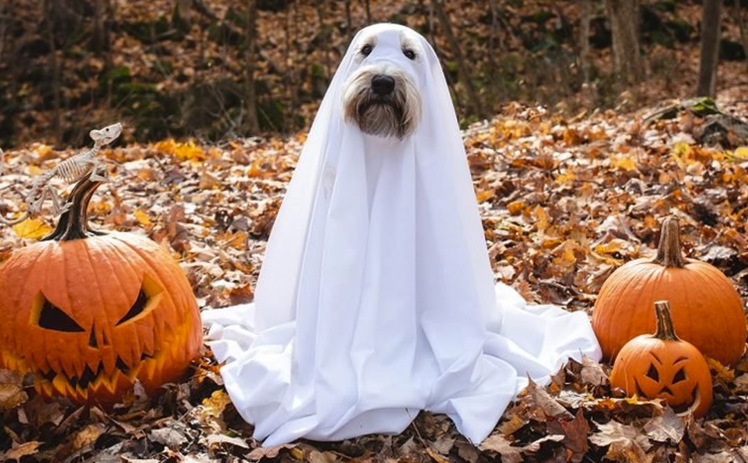 Los 12 mejores memes de Halloween para WhatsApp