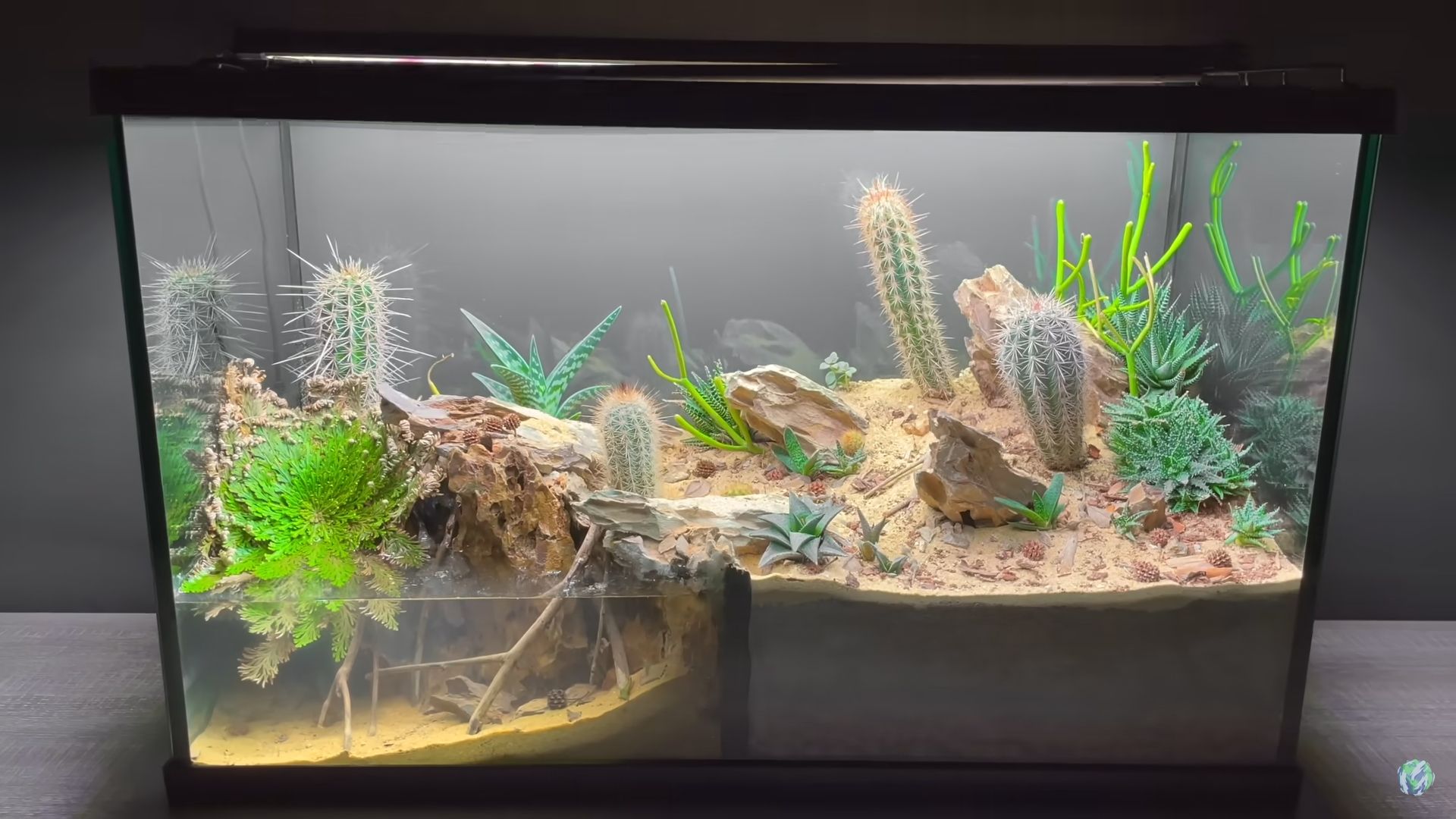 Construye un terrario con escorpiones, escarabajos acorazados y otros ...