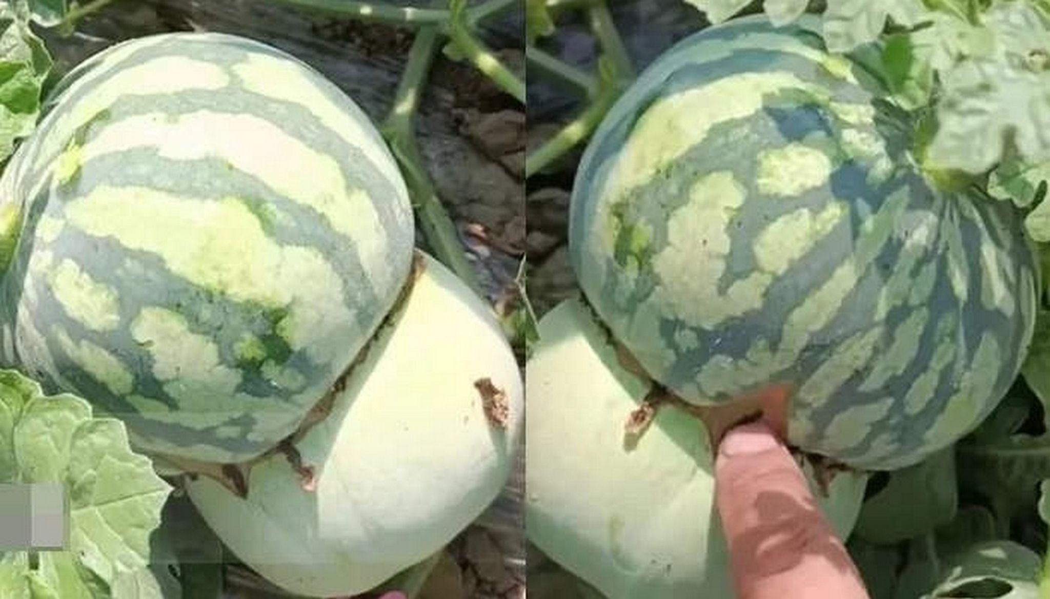 Ya está aquí el sandimelón: mitad sandía y mitad melón