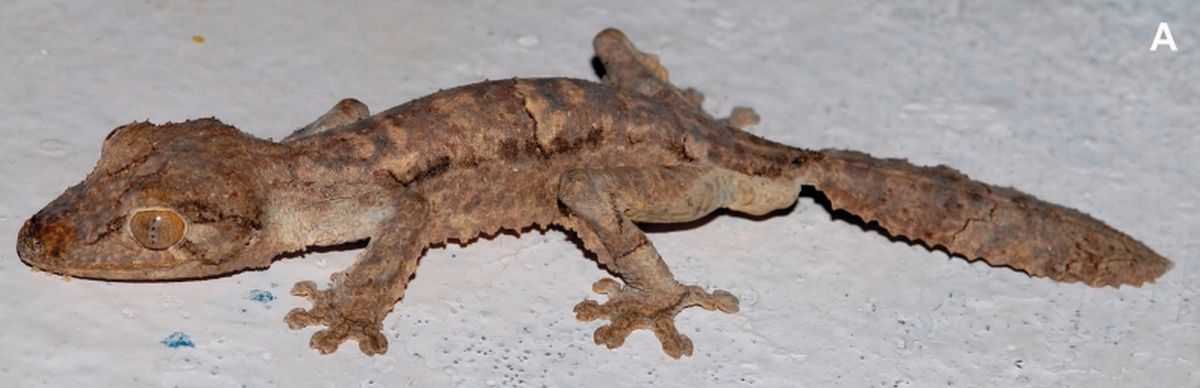 ¿Puedes encontrar al gecko en esta foto? Descubren una nueva especie ...