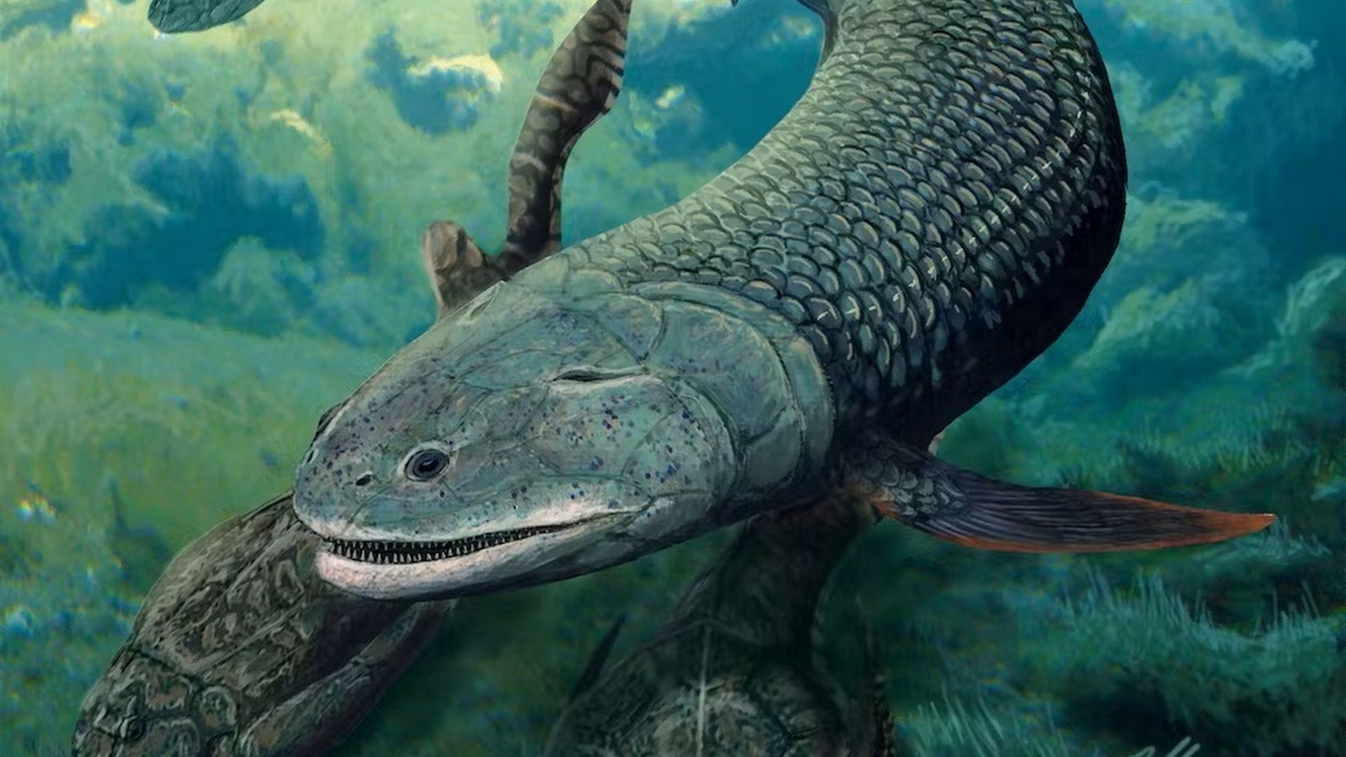 Hace 380 millones de años, uno de los primeros peces que podía respirar ...