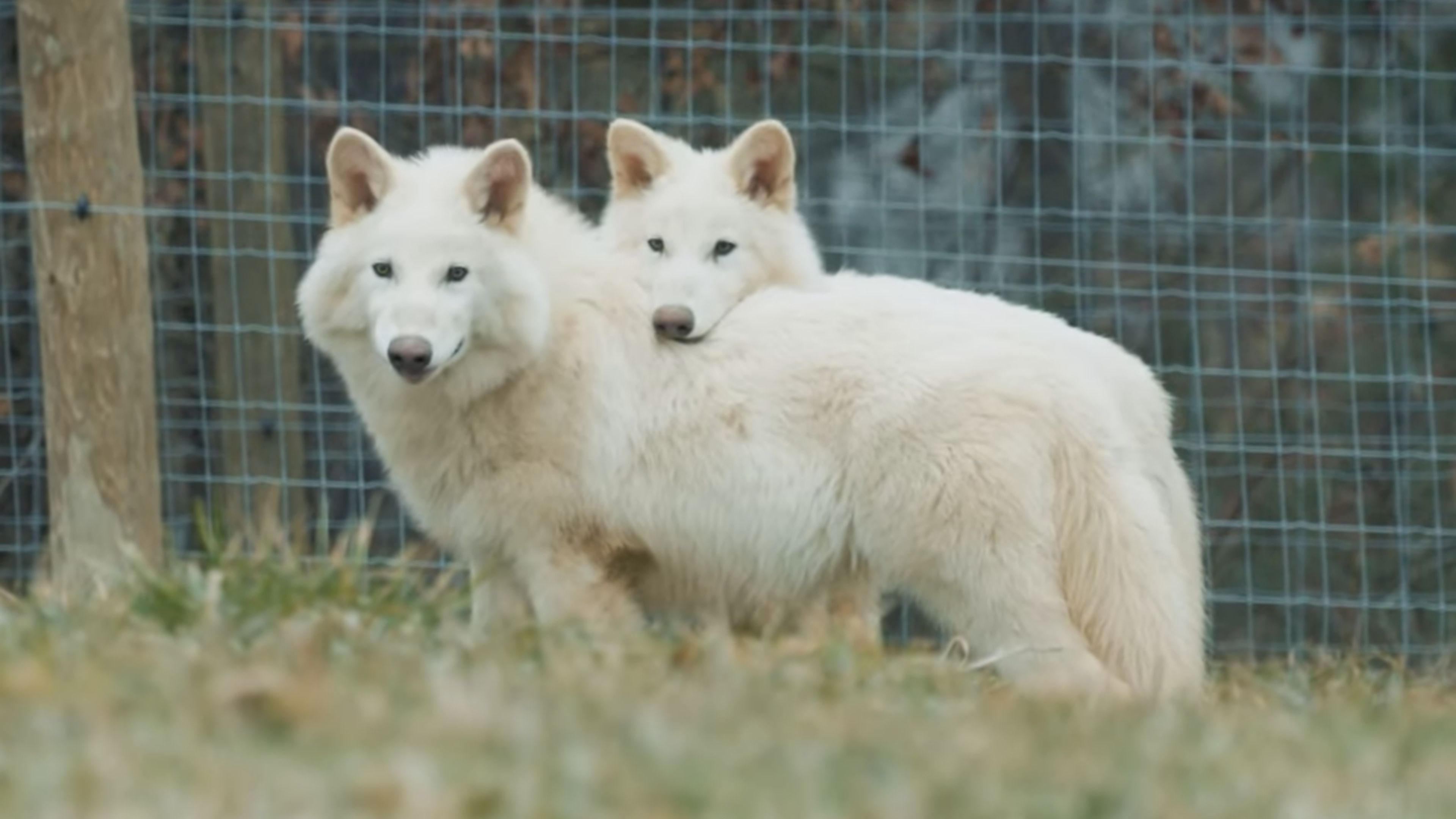 resucitan al lobo gigante de América, 10.000 años después de ...