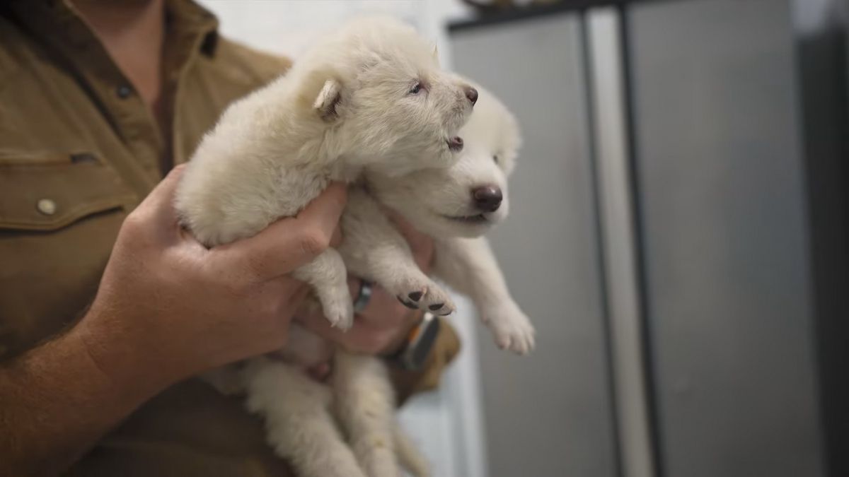 Ni el mamut ni el dodo: resucitan al lobo gigante de América, 10.000 ...