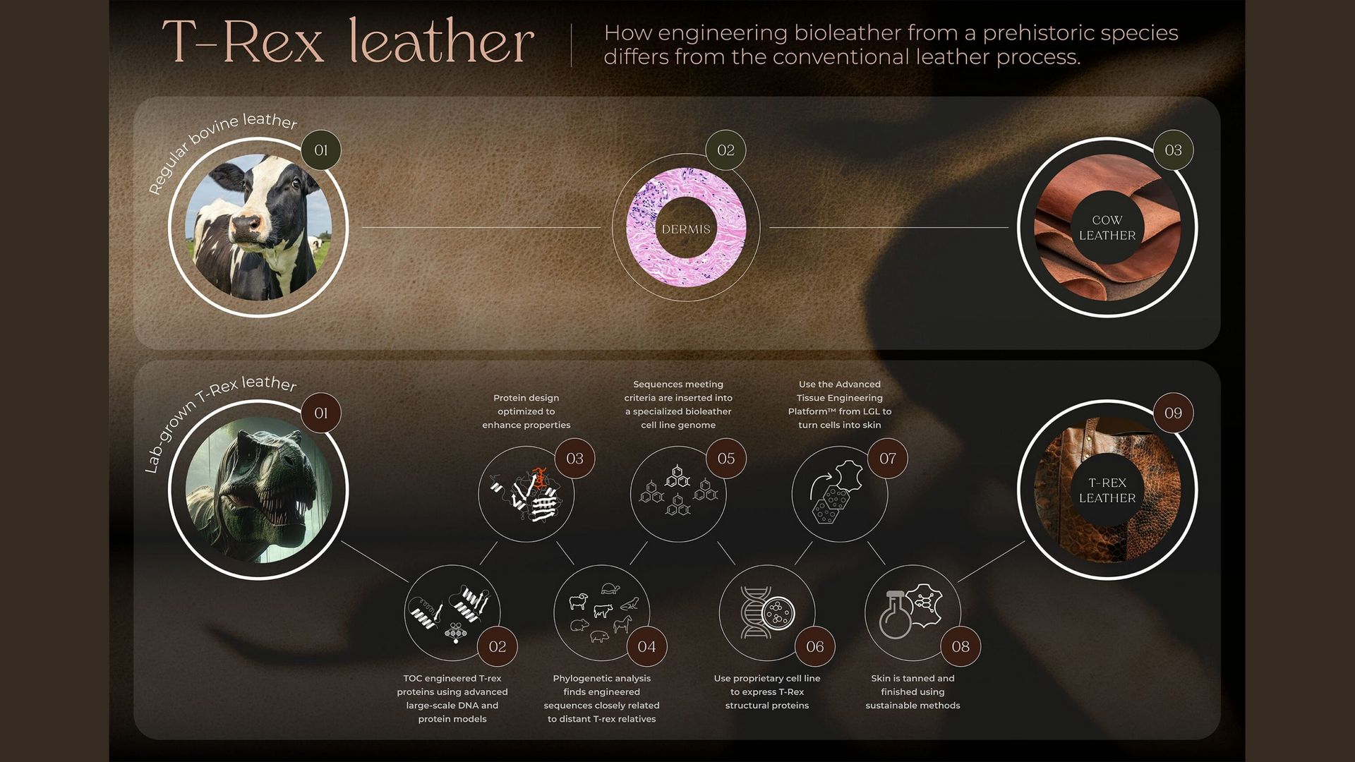 Ni vaca ni cocodrilo: anuncian el primer bolso creado con piel de dinosaurio T-Rex cultivada en ...
